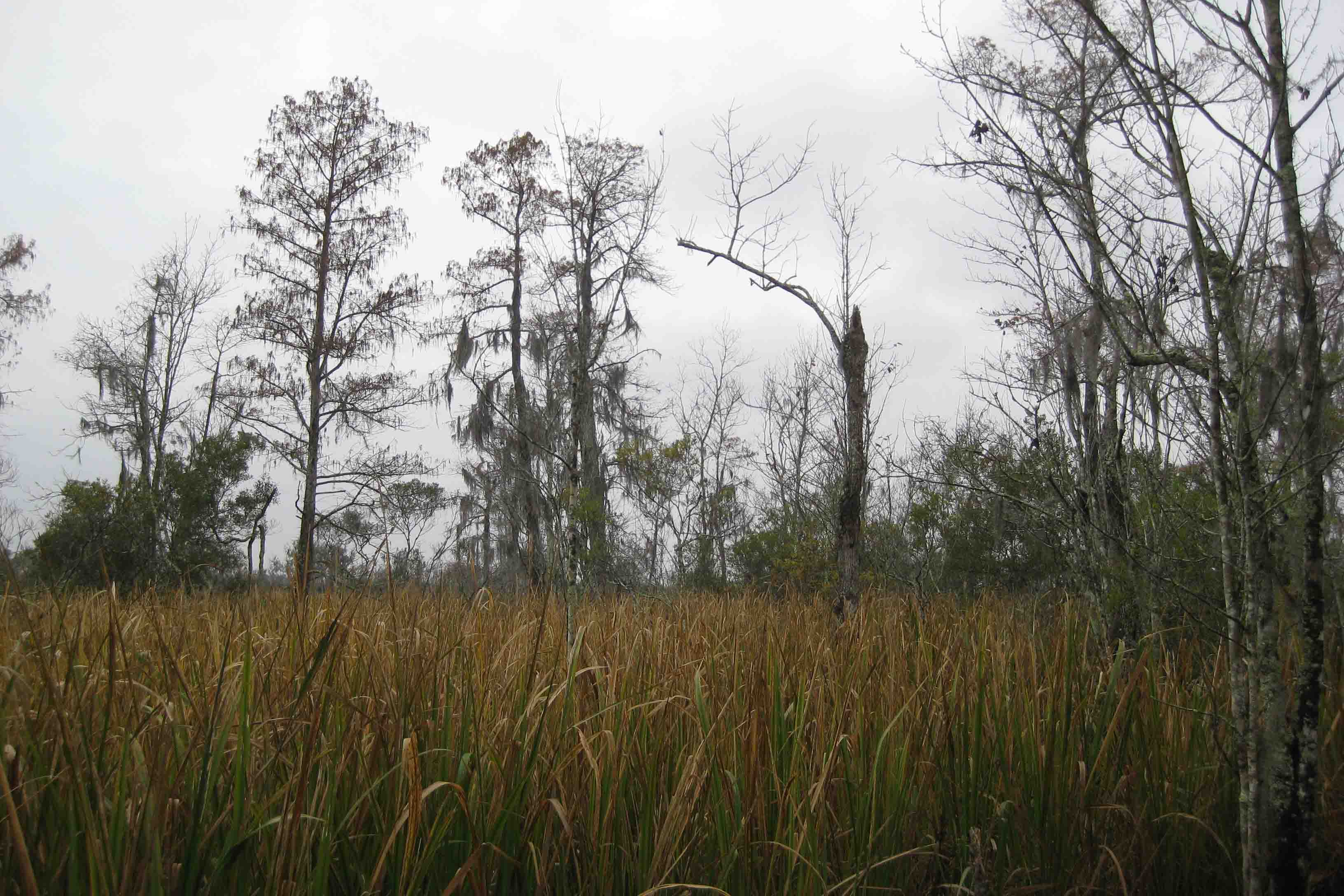 Day 95 - Louisiana Bayou Byways - ETB Travel Photography