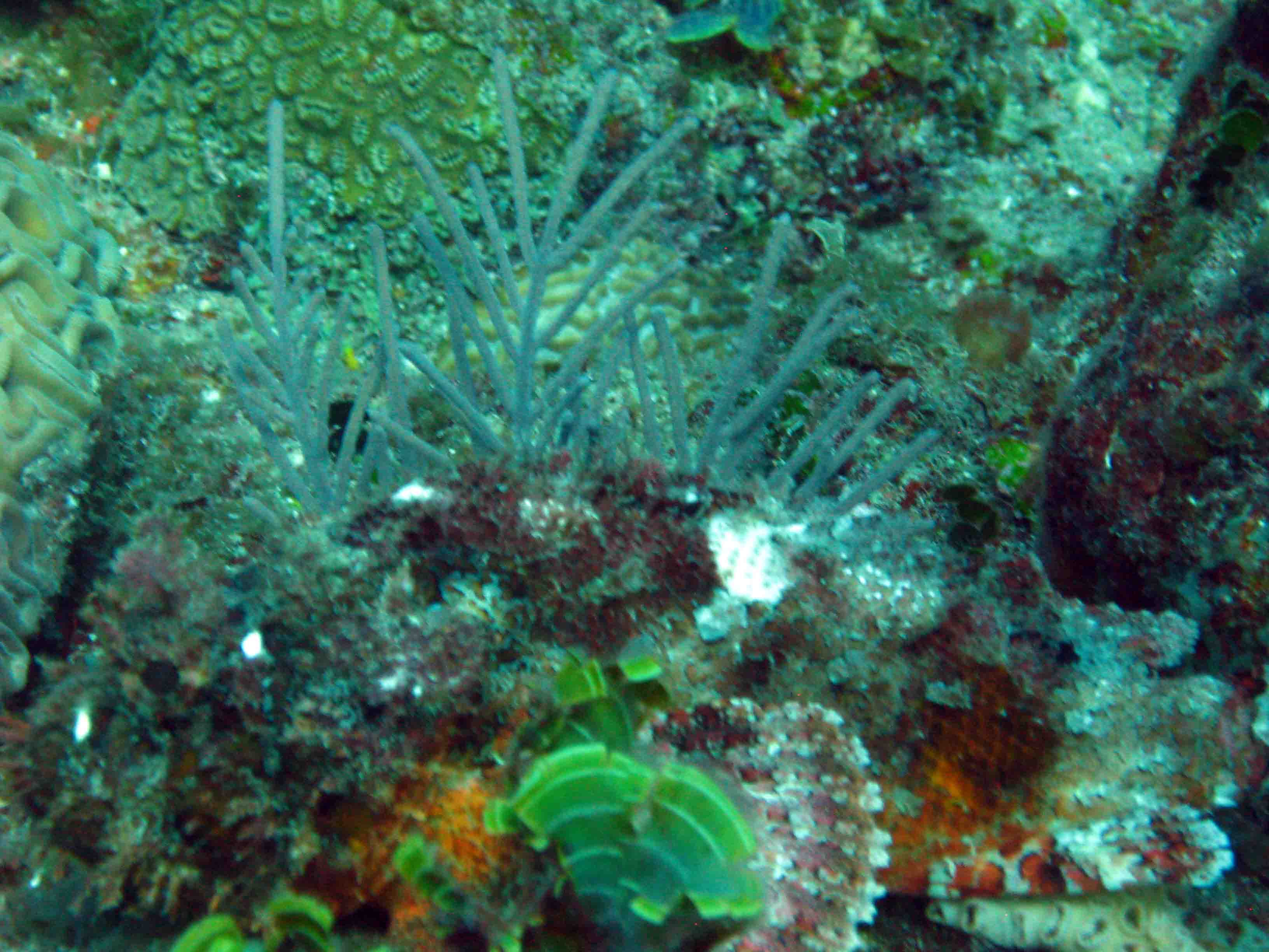 Fire Worms, Scorpion Fish and More....SCUBA Diving Sosua, Dominican ...