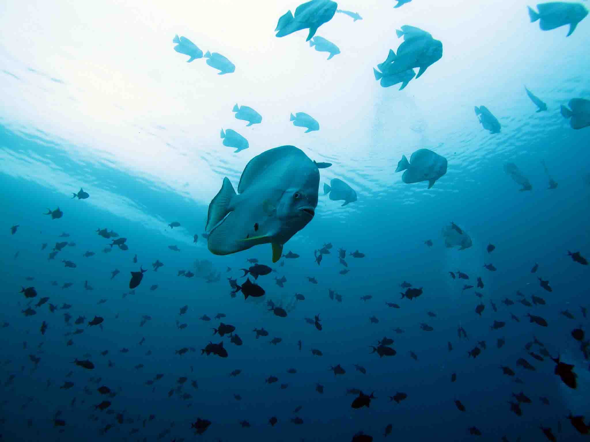 Octopus, Giant Clams, and Turtles at Fish Head Reef...The Maldives ...