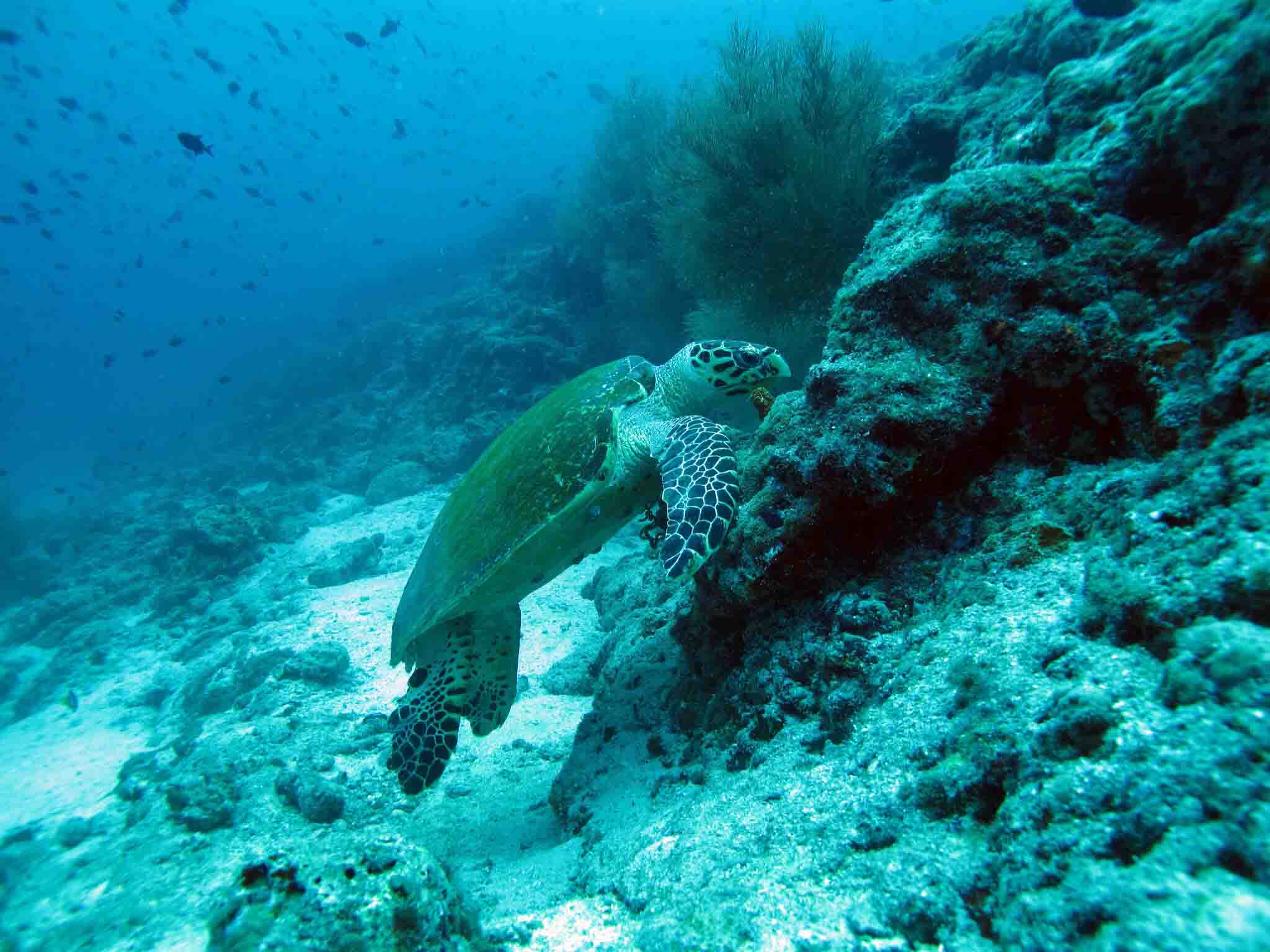 Octopus, Giant Clams, and Turtles at Fish Head Reef...The Maldives ...