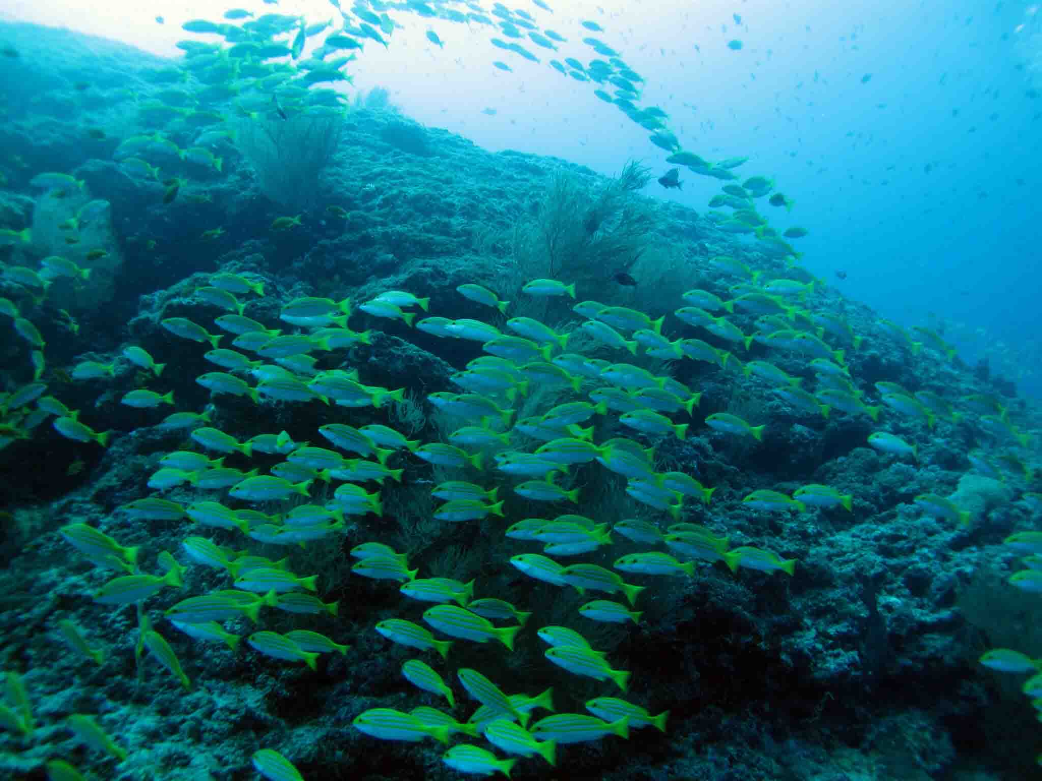 Octopus, Giant Clams, and Turtles at Fish Head Reef...The Maldives ...