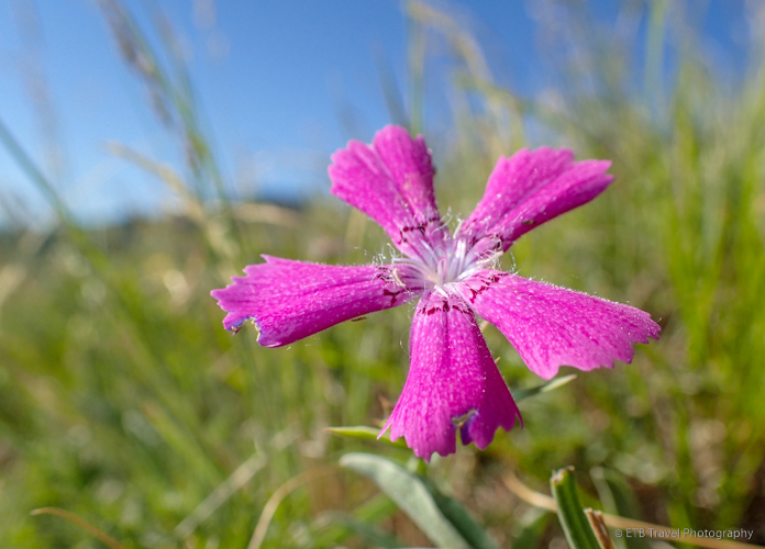 Visiting the Nomads on the Mongolian Steppes - ETB Travel Photography