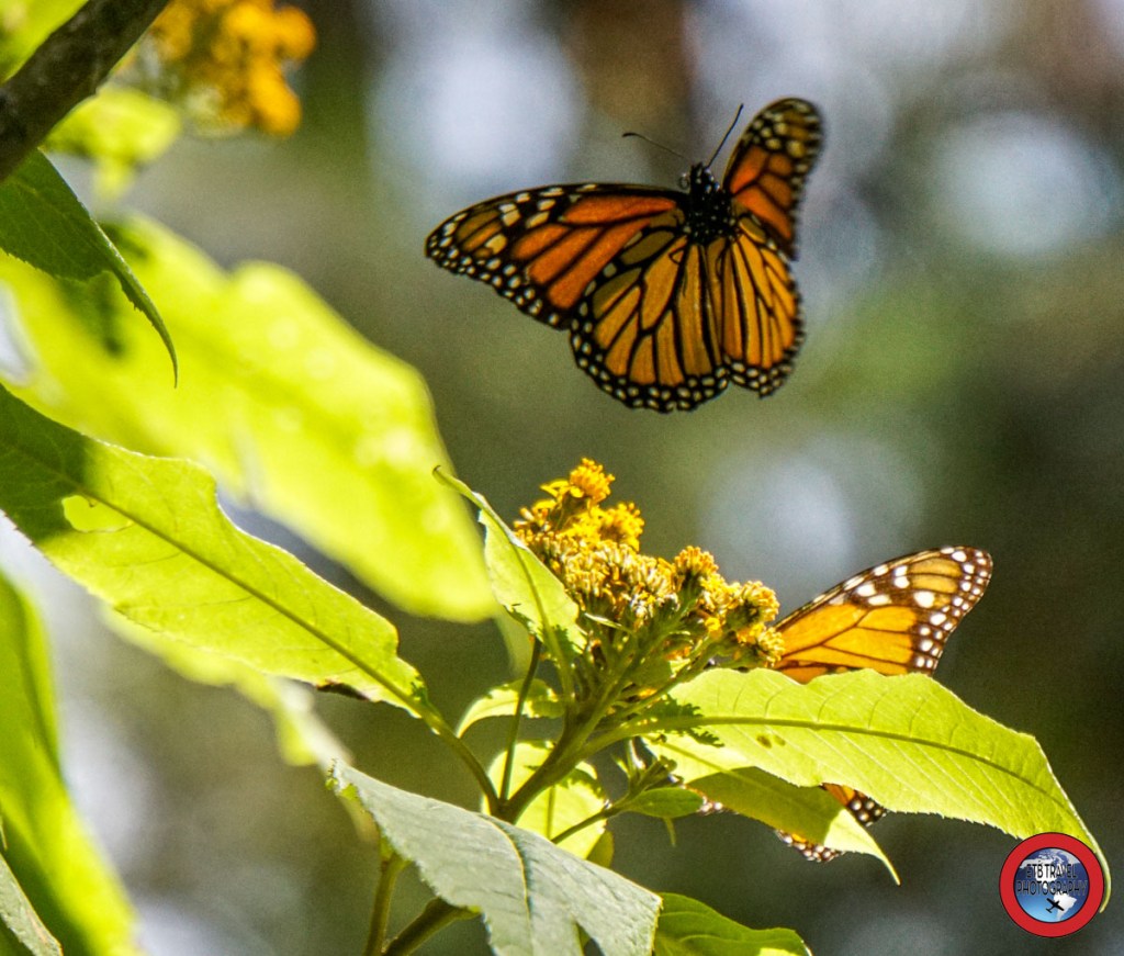 The Monarch Butterfly Migration - ETB Travel Photography