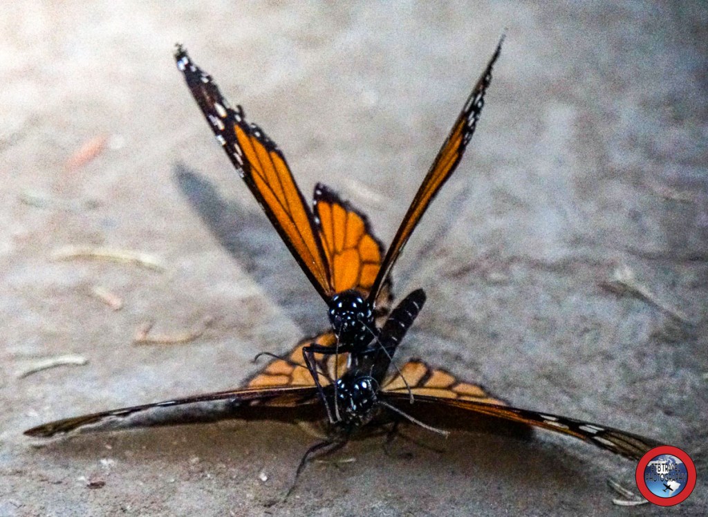 The Monarch Butterfly Migration - ETB Travel Photography