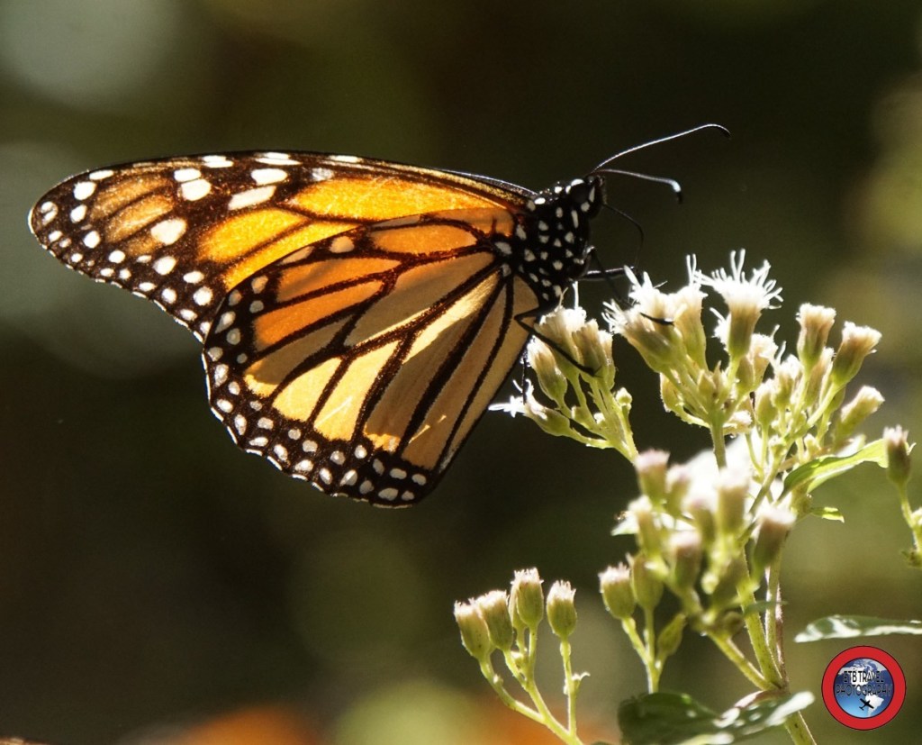 The Monarch Butterfly Migration - ETB Travel Photography