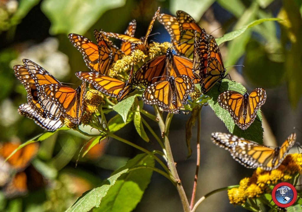 The Monarch Butterfly Migration - ETB Travel Photography