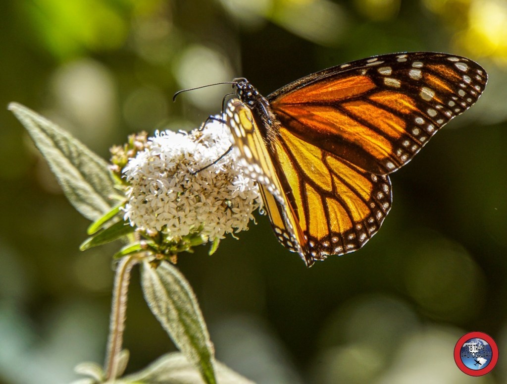 The Monarch Butterfly Migration - ETB Travel Photography