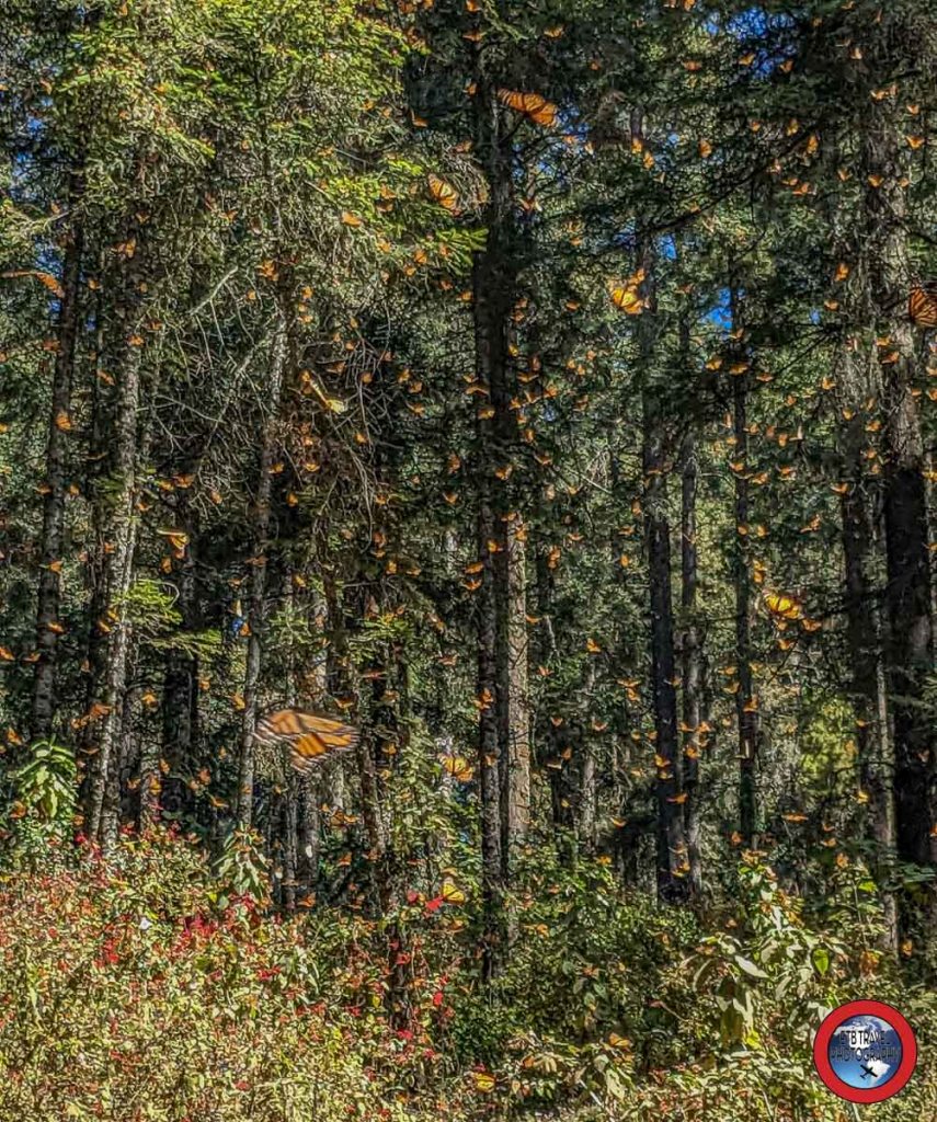 The Monarch Butterfly Migration - ETB Travel Photography