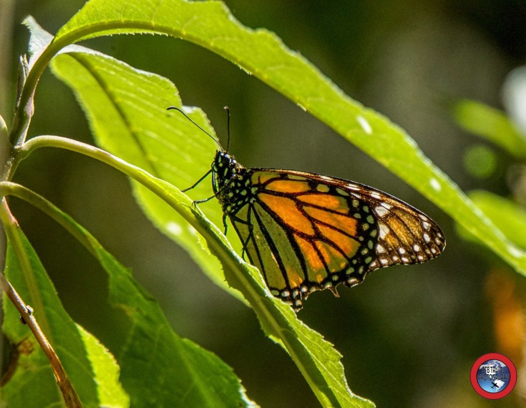 How to Visit the Monarch Butterfly Sanctuaries in Mexico - ETB Travel Photography