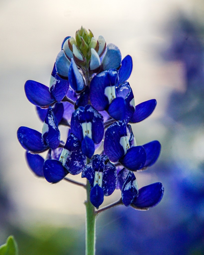 Ennis Bluebonnets - ETB Travel Photography