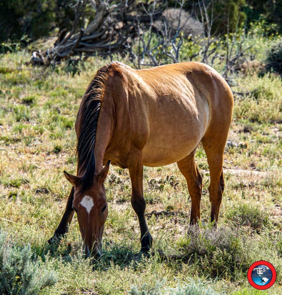 Pryor Mountain Wild Mustangs - ETB Travel Photography