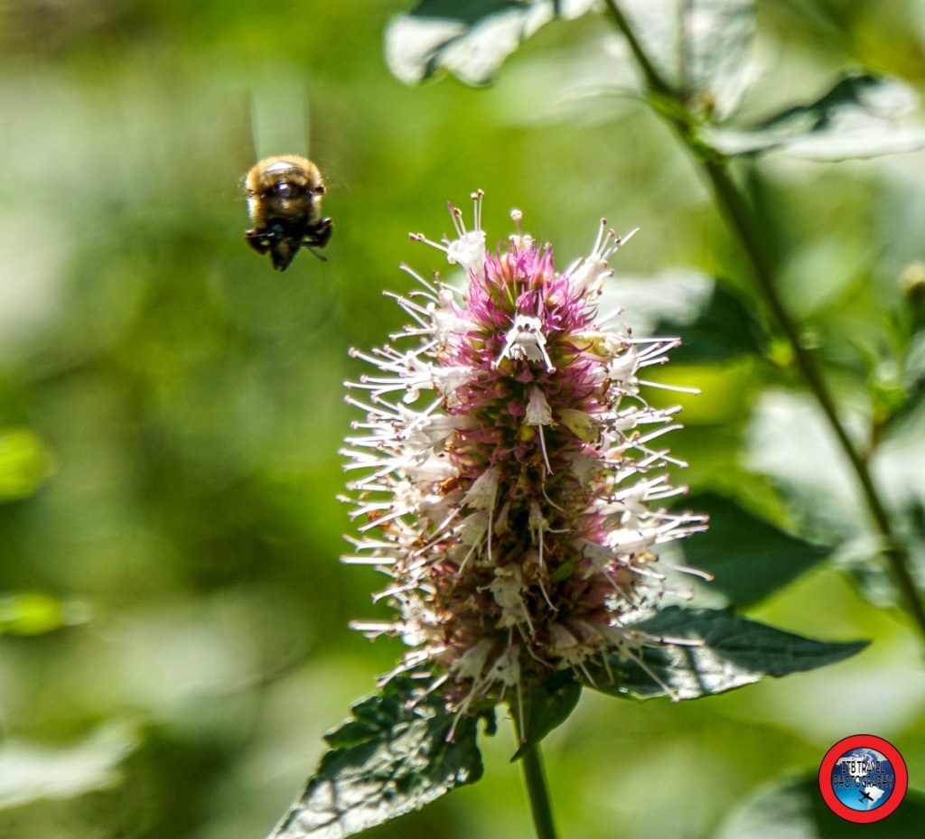 Hike to Ski Lake and Phillips Pass - ETB Travel Photography