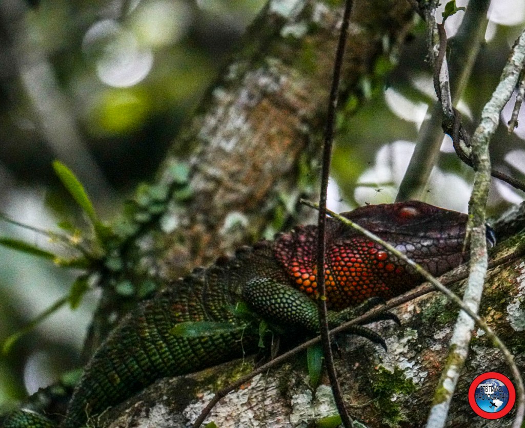 Peruvian Amazon: Nauta and Pacaya-Samiria National Reserve - ETB Travel ...