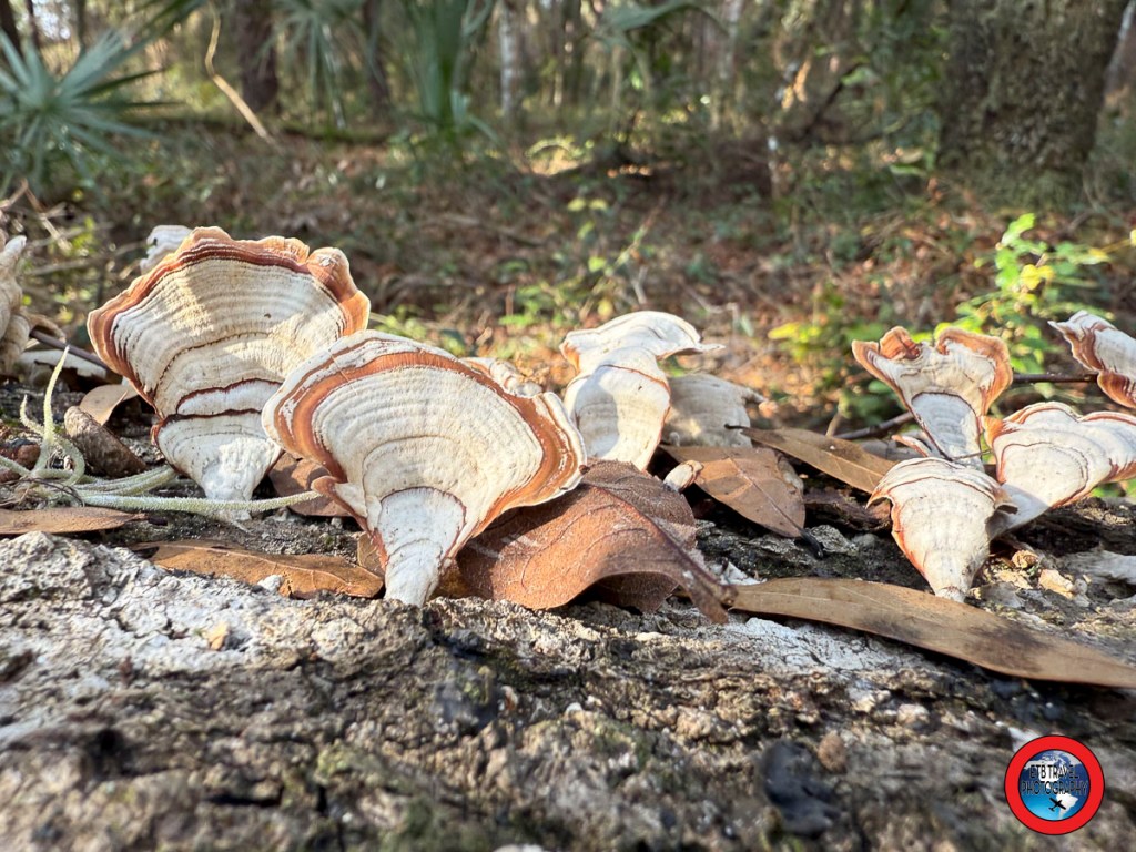 Cross Florida Greenway: Land Bridge Trail - ETB Travel Photography